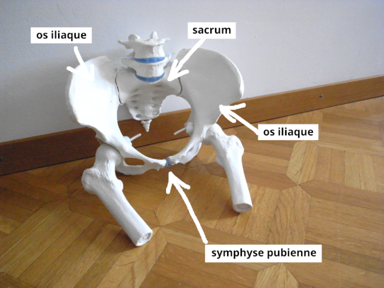 Guide complet pour la souplesse des hanches