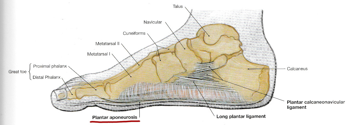 Les fascias : 11 questions, 11 réponses
